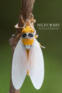 learn about cicadas – Cicada Tree Eco-Place