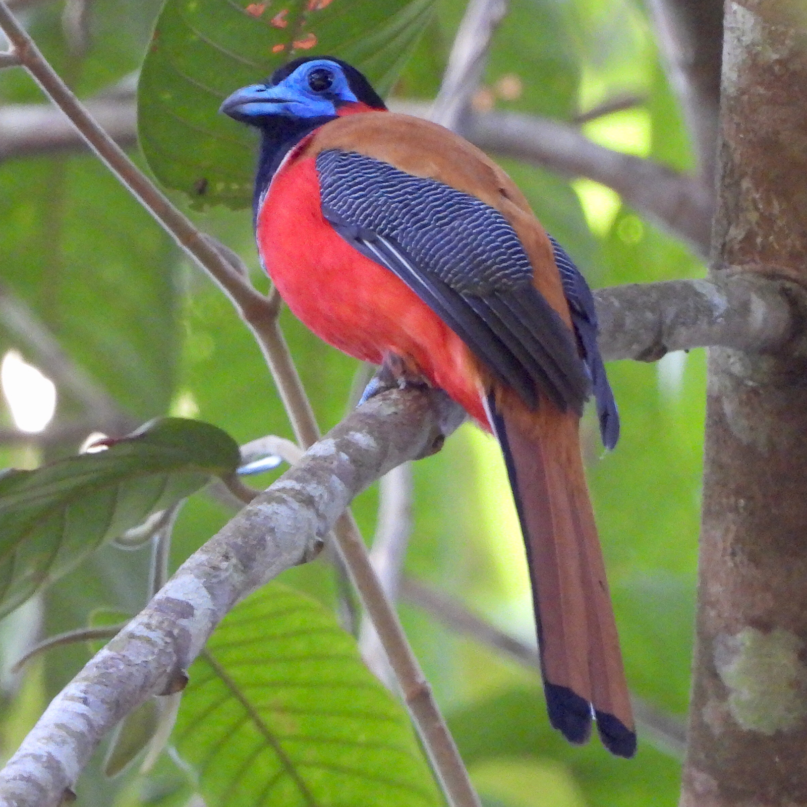 top 10 extinct rainforest birds of singapore – Cicada Tree Eco-Place