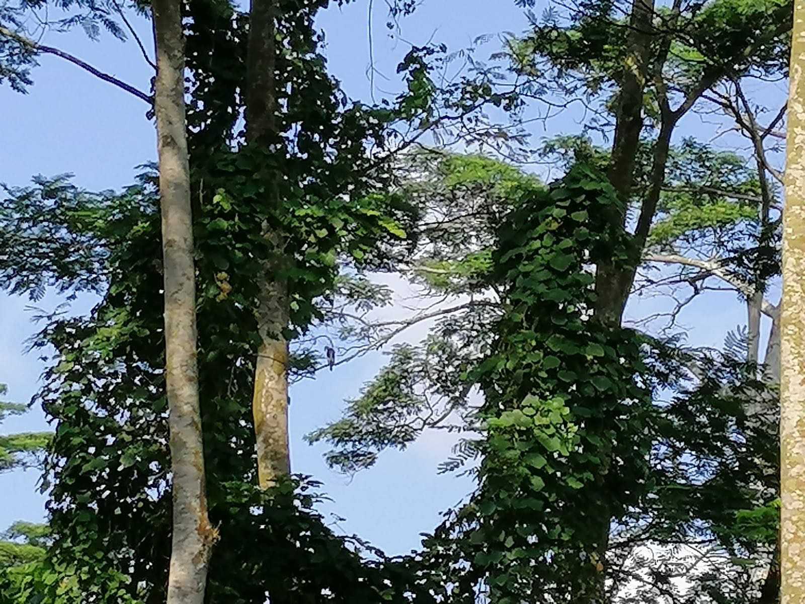 The Green Rail Corridor – A Biodiversity and Ecological Overview ...