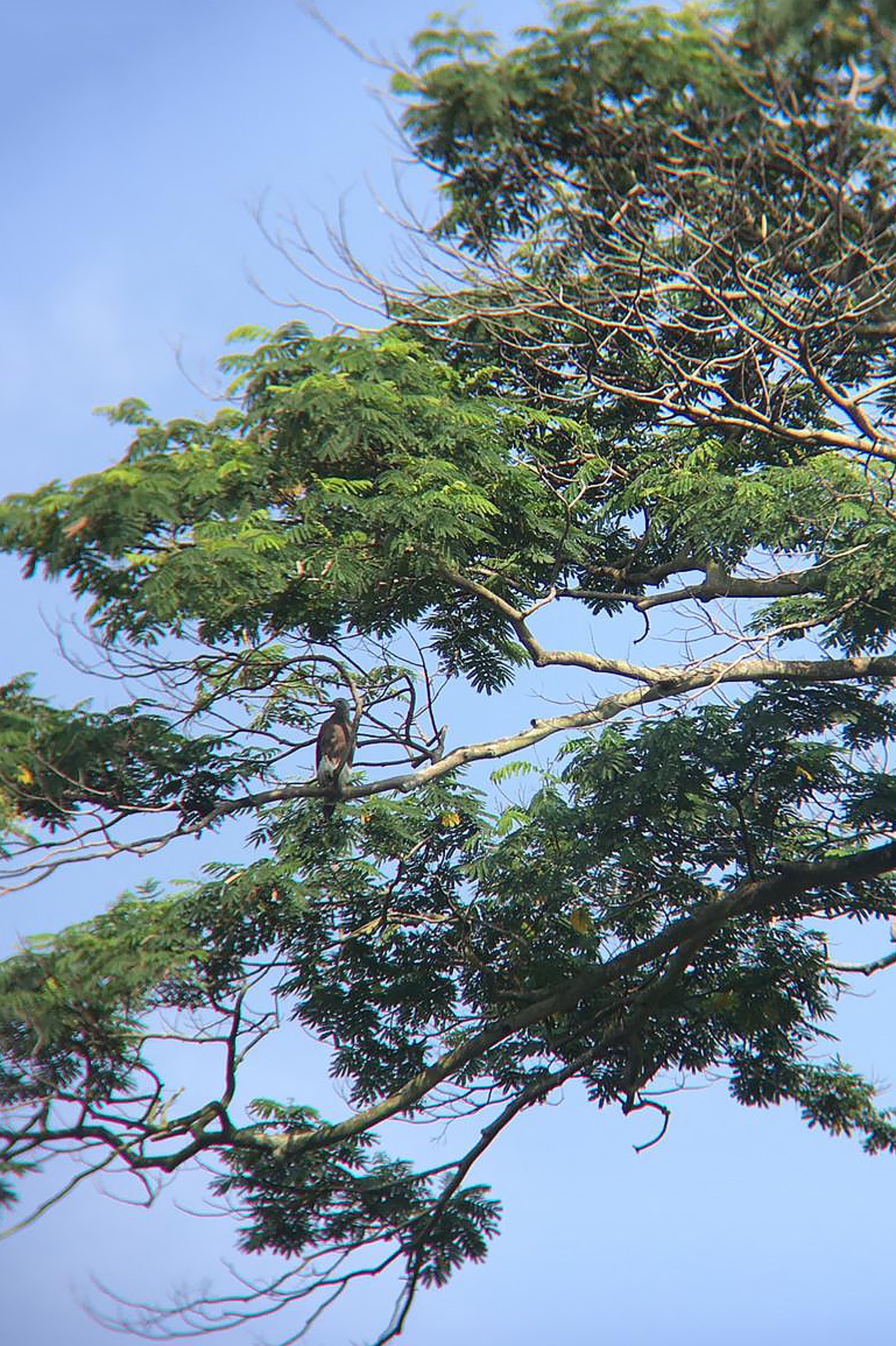 The Green Rail Corridor – A Biodiversity and Ecological Overview ...