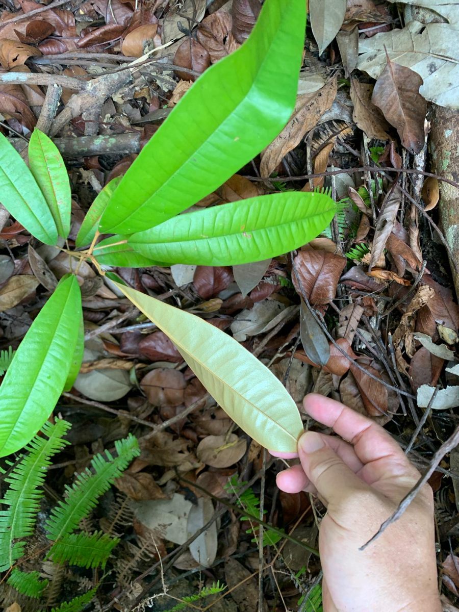 [Species Red Alert for Kids] – Secret Durians of Singapore! – Cicada ...