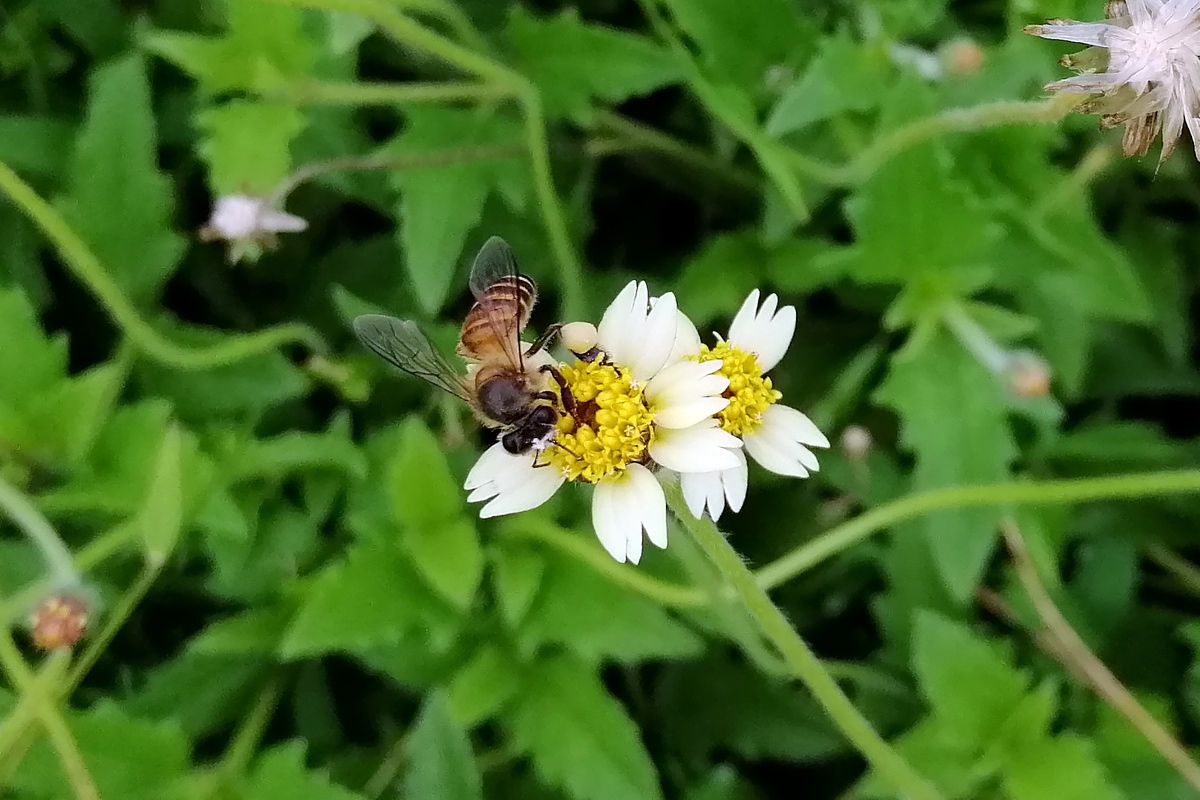 World Bee Day 2020 – Where will we all be without the busy bees ...