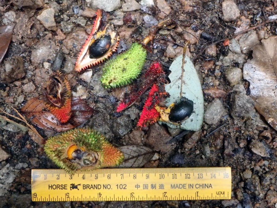 [Species Red Alert for Kids] – Secret Durians of Singapore! – Cicada ...