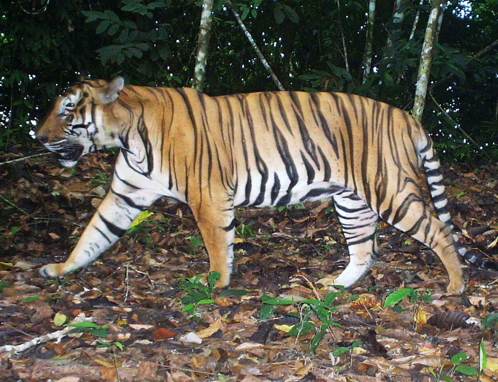 [Nature & Culture] On the Trail of Haw Par Villa and Malayan Tiger ...