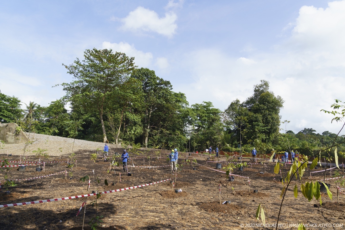 Pesta Ubin 2020 – A Million Thanks for 110 Trees Planted! – Cicada Tree ...