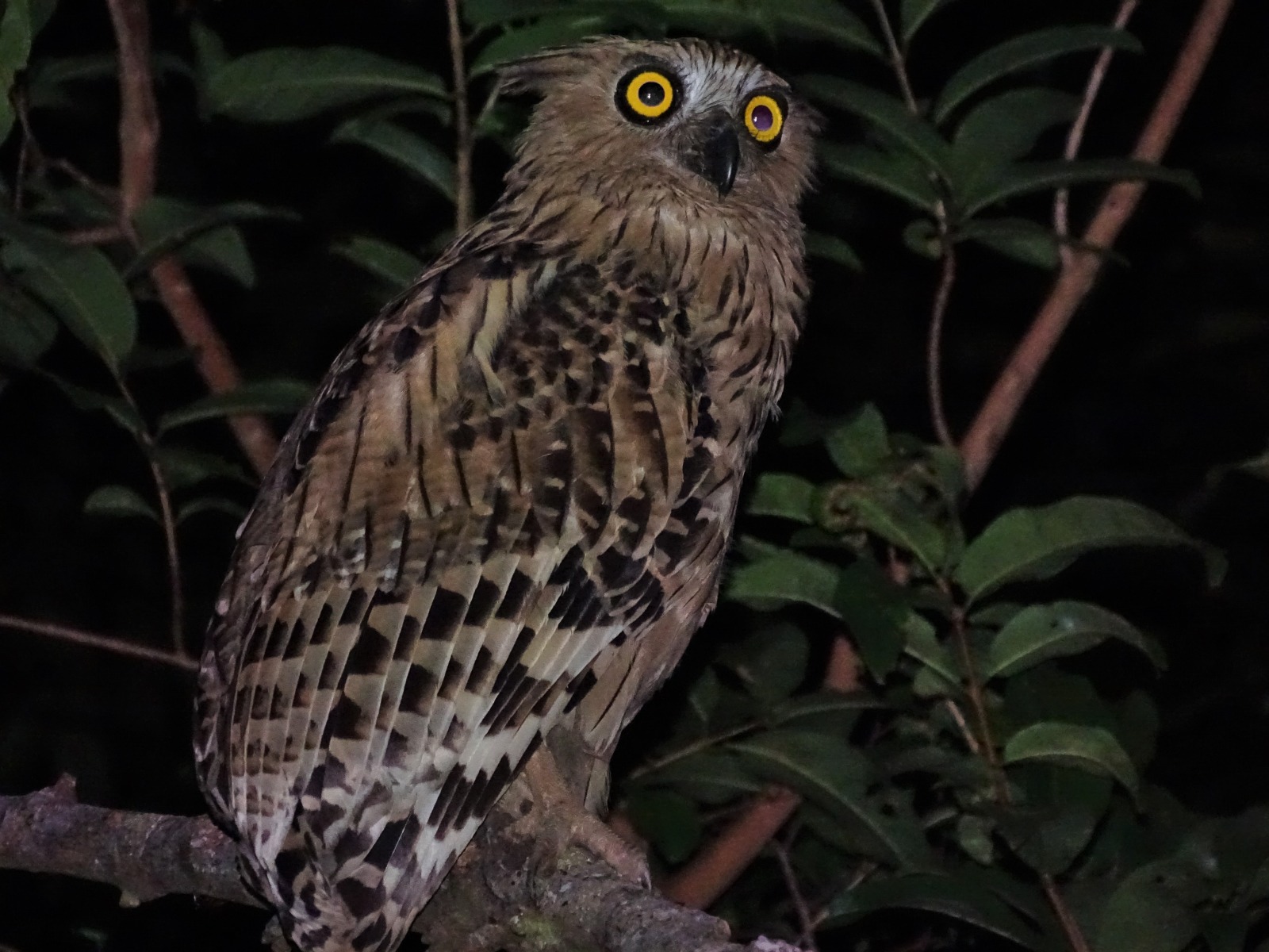 Cicada Tree Eco-Place – Nature, culture | embracing earth and our roots