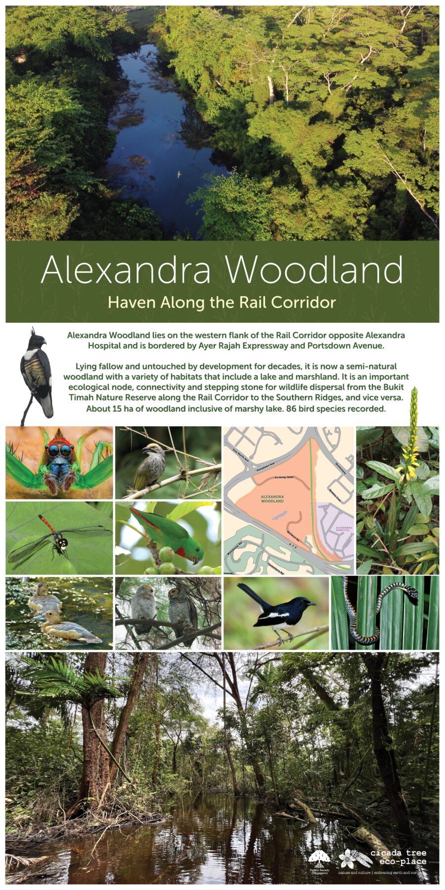 Alexandra Woodland – Haven Along the Rail Corridor – Cicada Tree Eco-Place