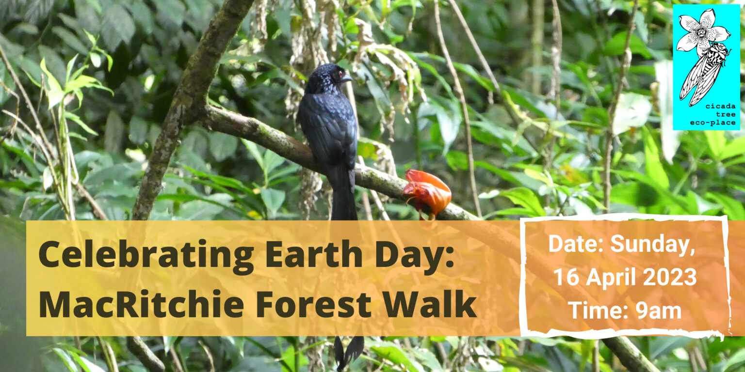 Celebrating Earth Day: MacRitchie Forest Walk – Cicada Tree Eco-Place