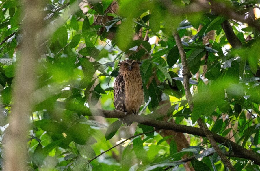 Cicada Tree Eco-Place – Nature, culture | embracing earth and our roots
