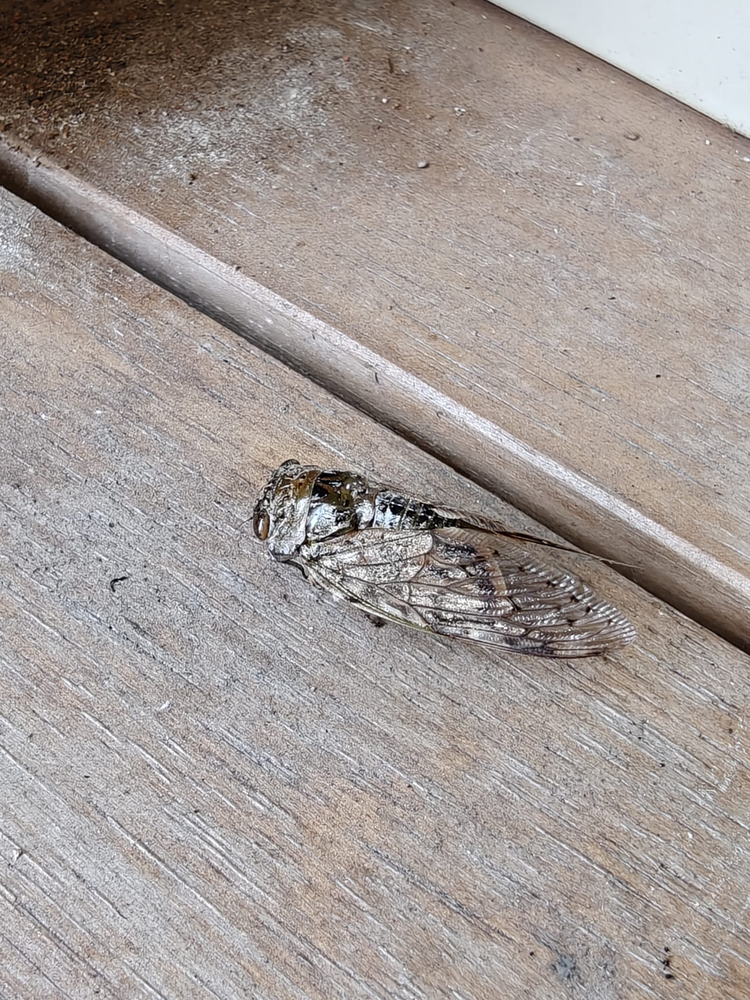 Cicadas: The Chorus of Summer in Singapore and Japan – Cicada Tree Eco ...